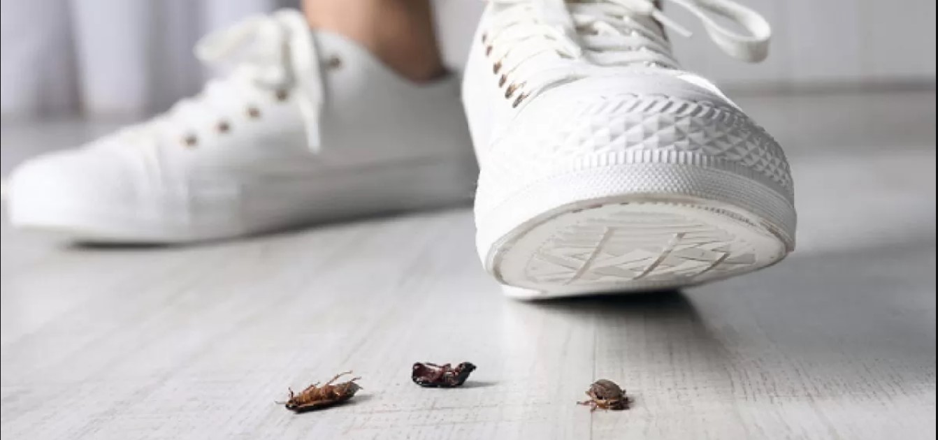 Tres consejos para eliminar las cucarachas de tu hogar - Limpia Express